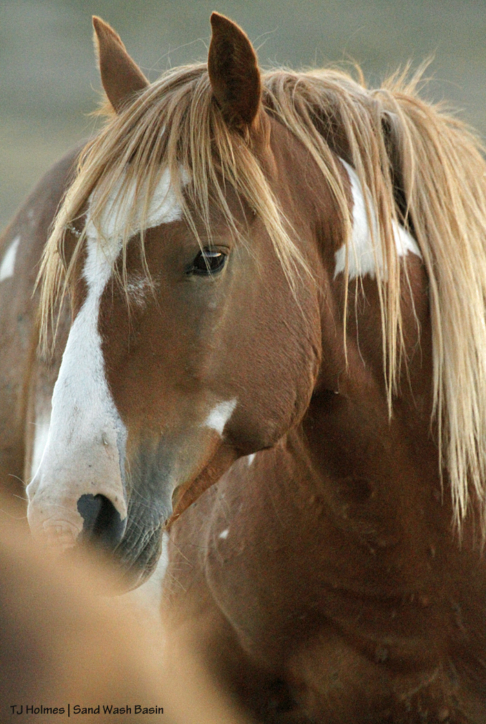 September | 2016 | Spring Creek Basin Mustangs