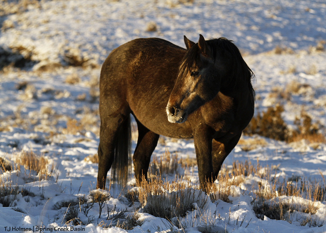 A hike in the day of a mustang tracker | Spring Creek Basin Mustangs