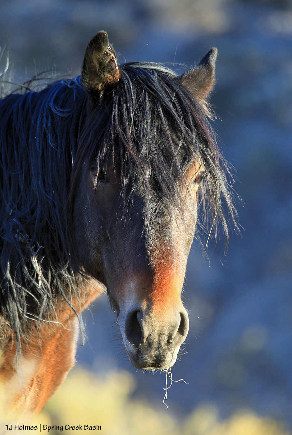 Super cool, super cute | Spring Creek Basin Mustangs