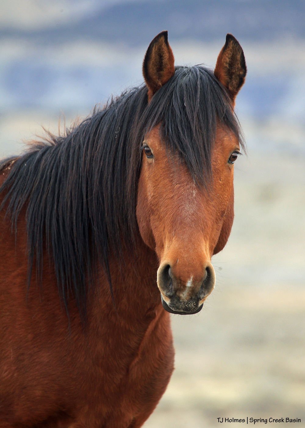 Another bay mustang | Spring Creek Basin Mustangs