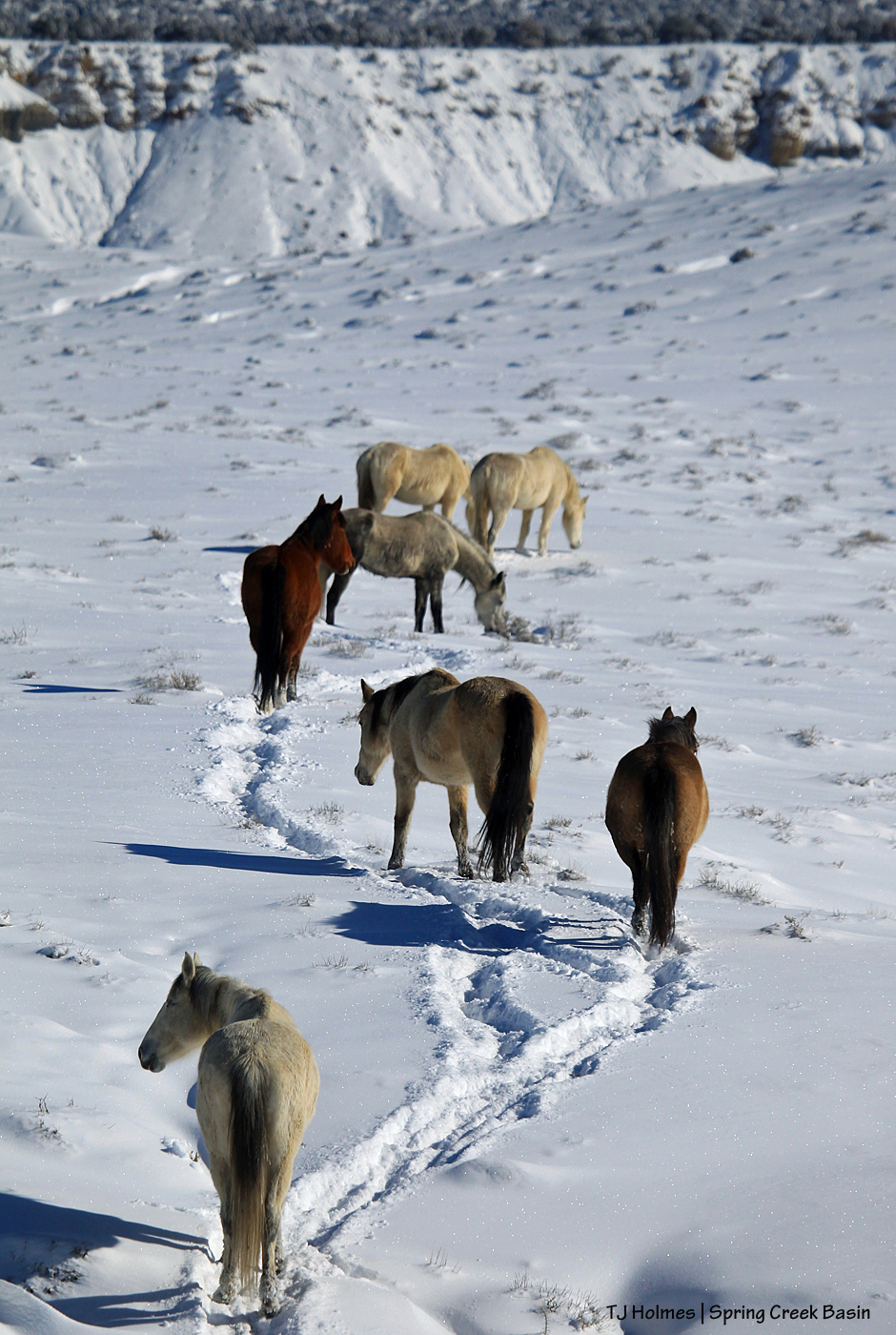 Snow track | Spring Creek Basin Mustangs