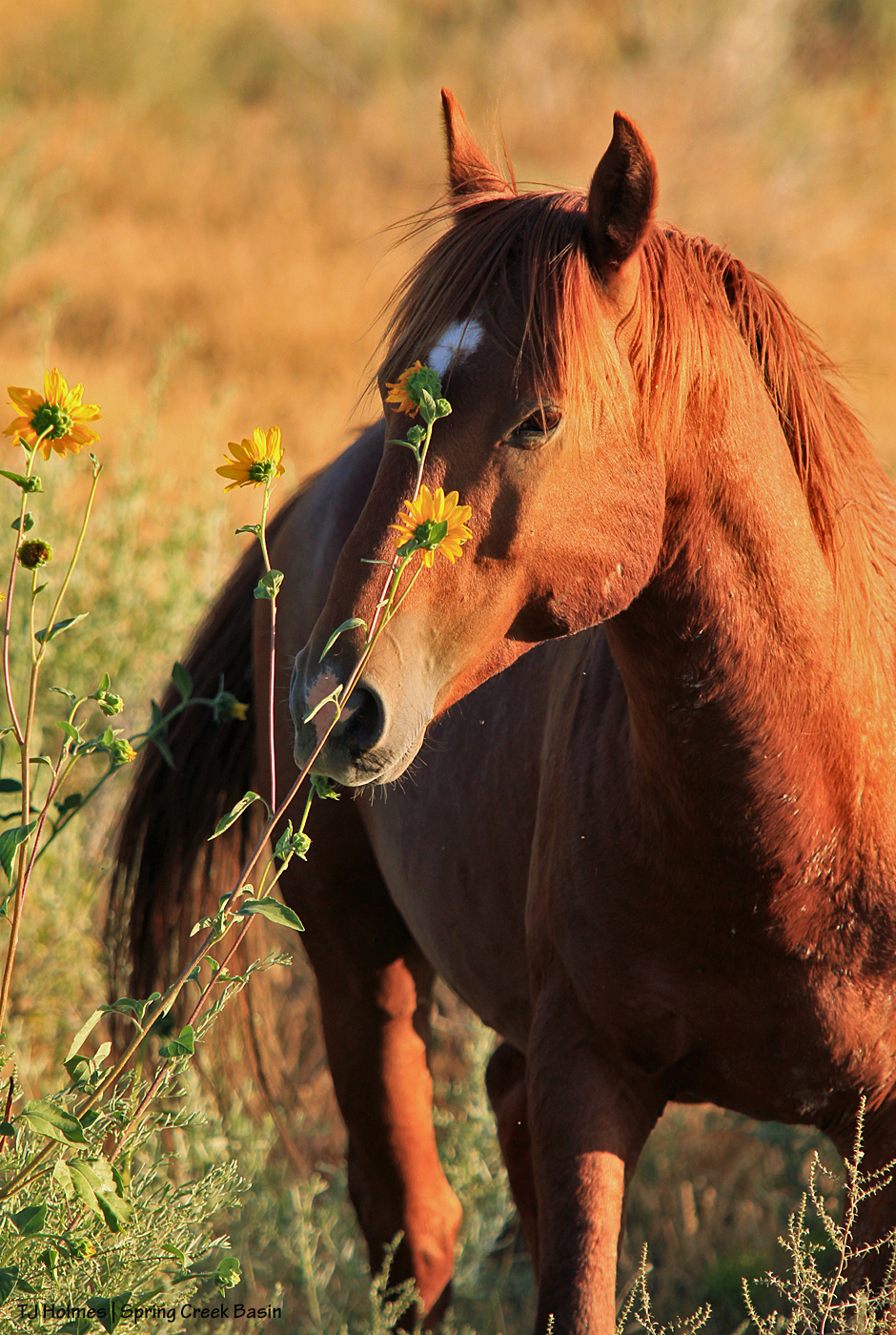 August | 2019 | Spring Creek Basin Mustangs