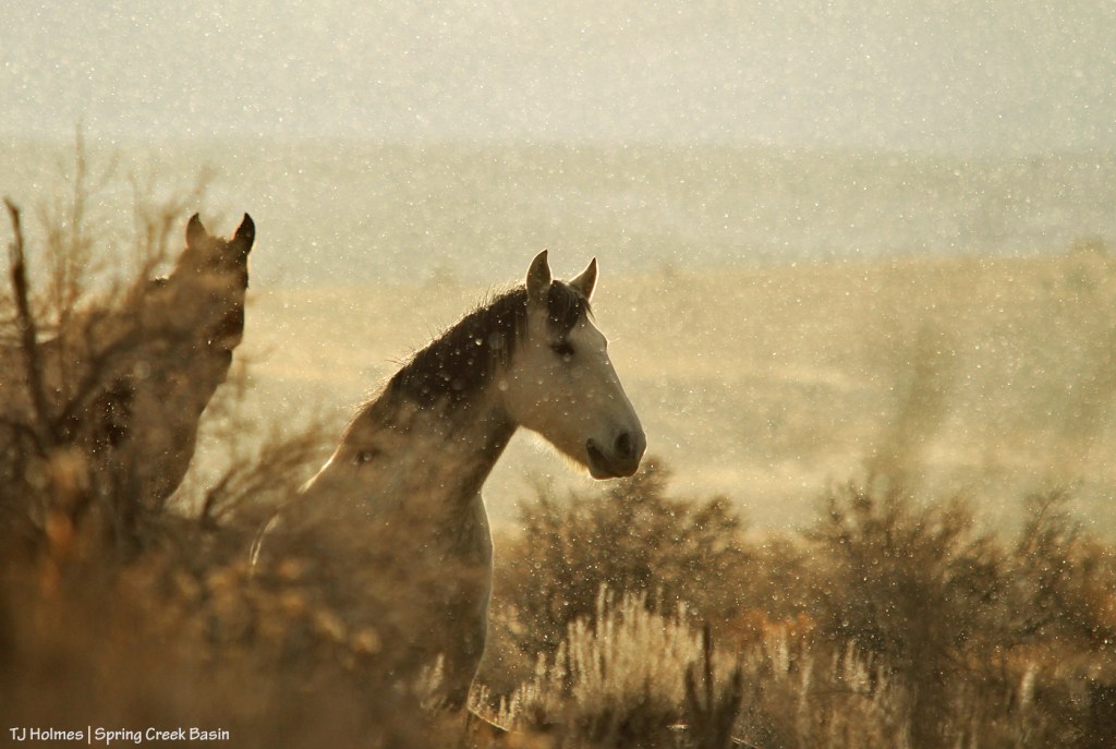 December | 2019 | Spring Creek Basin Mustangs