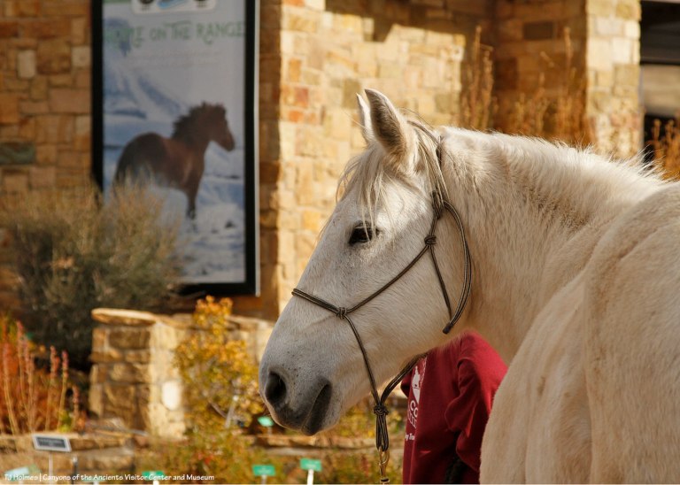 Sand Wash Basin | Spring Creek Basin Mustangs