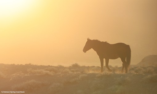 Soft at sunset | Spring Creek Basin Mustangs