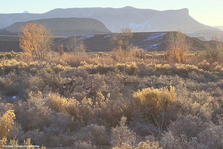 Spring Creek Basin Mustangs | Tracking the Wild Horses of Spring Creek ...