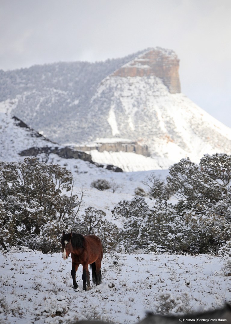Clearing | Spring Creek Basin Mustangs