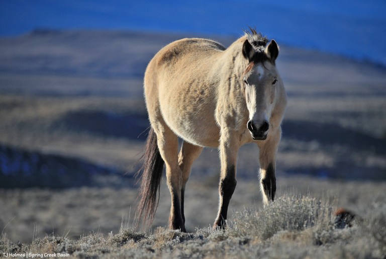 Lady wild | Spring Creek Basin Mustangs