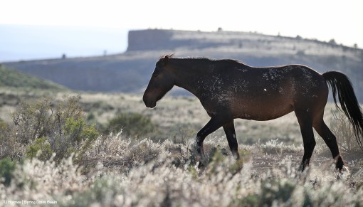 Hazy ‘n hot | Spring Creek Basin Mustangs